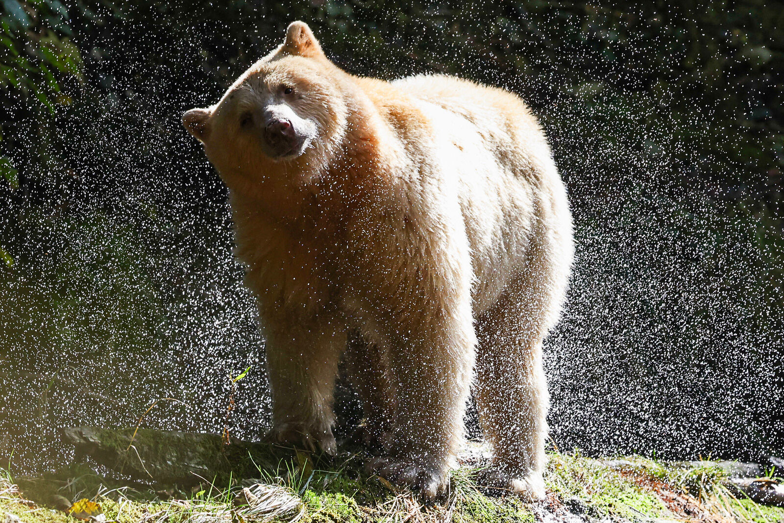 Drying Off | Great Bear Rainforest | Joe Luedtke Photography