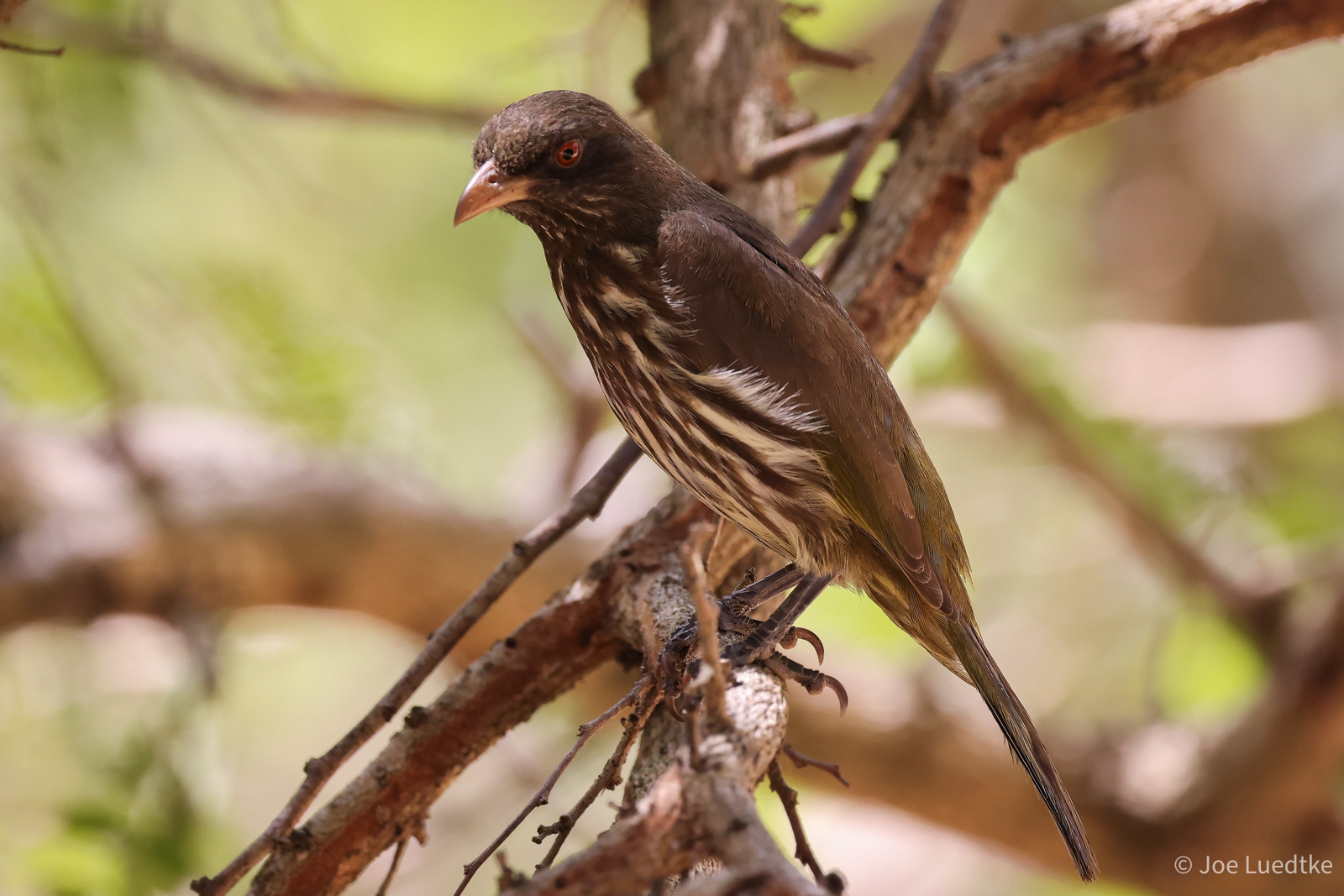 Endemics of Hispanolia | Joe Luedtke Photography
