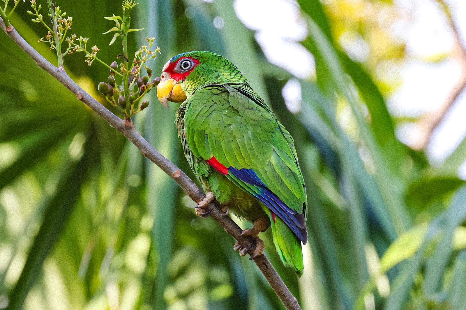 White-fronted Parrot | Quintana Roo, Mexico | Joe Luedtke Photography