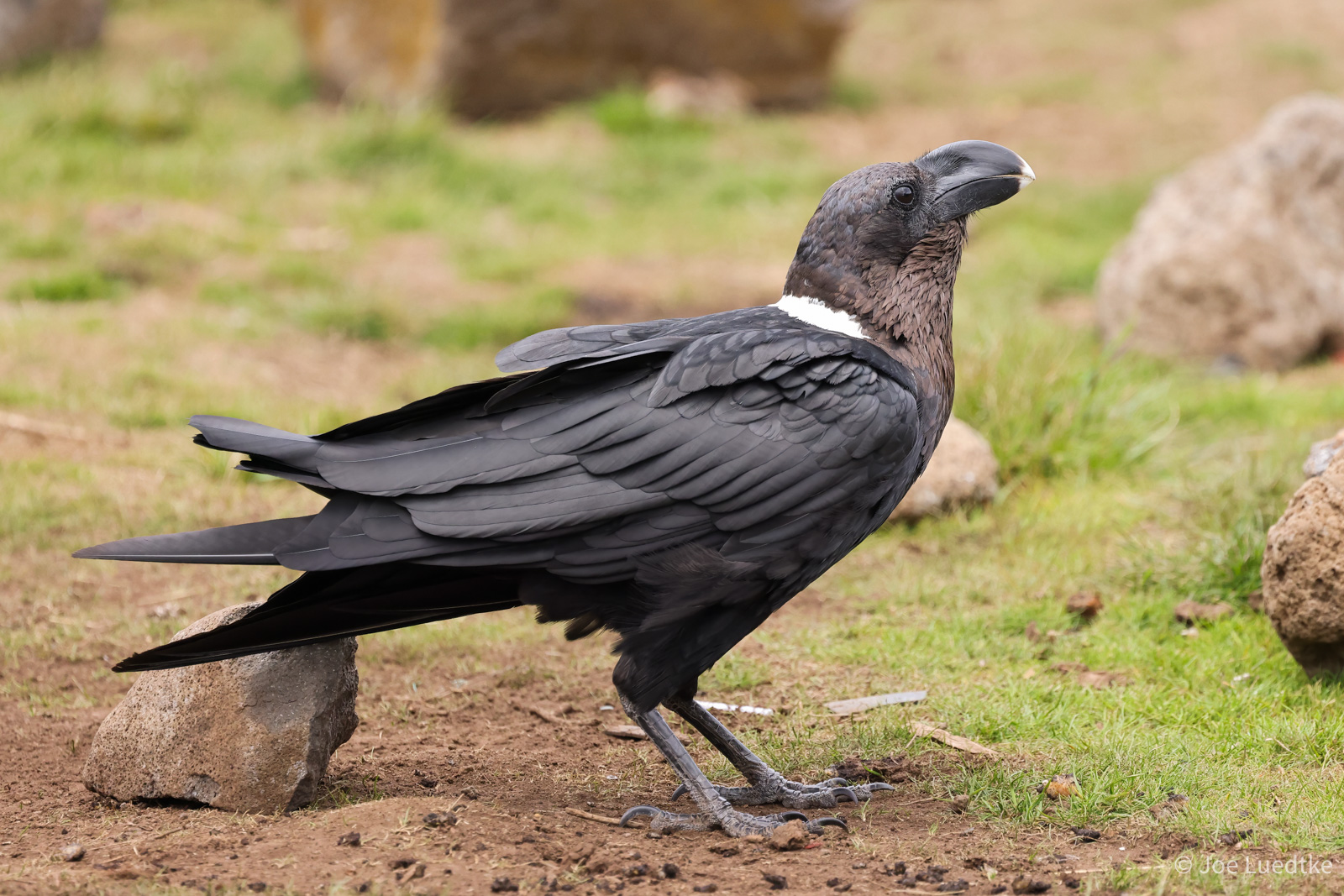 Birding in Tanzania | Joe Luedtke Photography