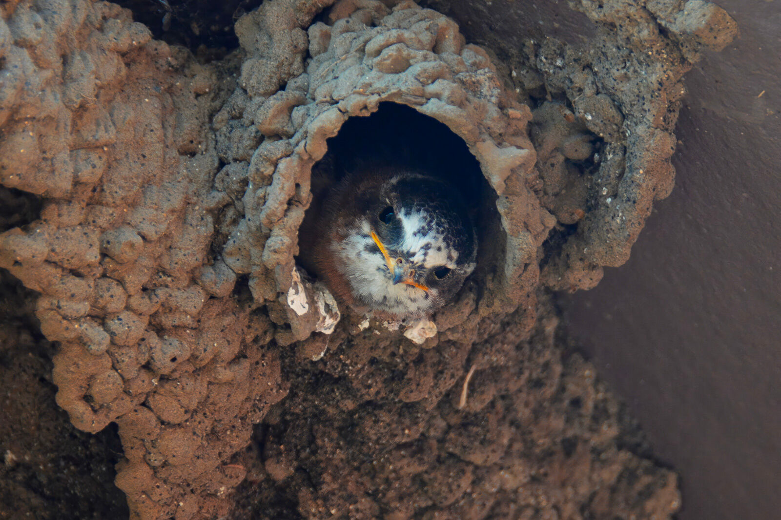 White-throated Swift on Nest | Yellowstone National Park | Joe Luedtke ...